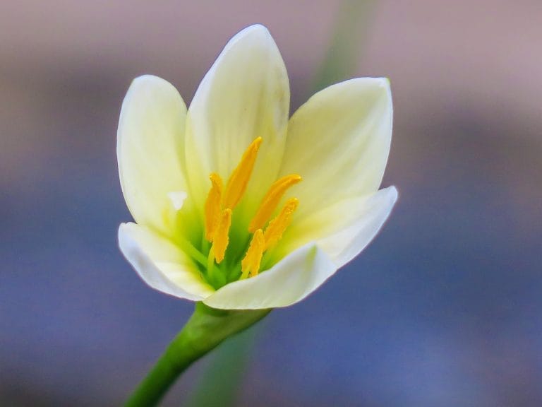 Penjelasan Lengkap Mengenai Bagian-Bagian Bunga Sempurna